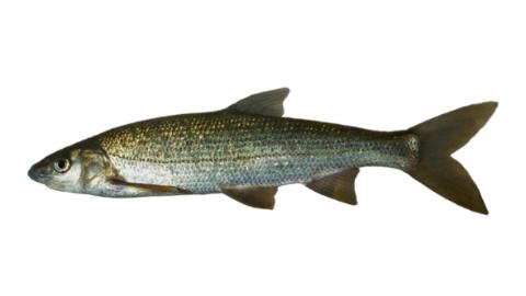 Fishing for Iberian nase: Fish Species – FishAngler.com