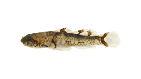 Fishing for Toadfish goby: Fish Species – FishAngler.com
