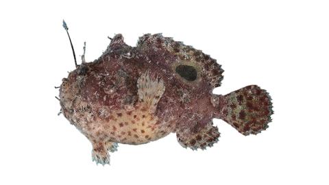 Fishing for Spiny-tufted frogfish: Fish Species – FishAngler.com