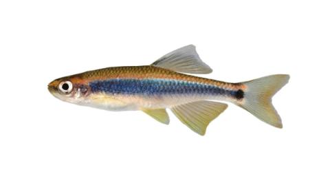 Fishing for Apalachee shiner → Explore Catches, Top Baits & More!