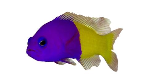 Fishing for Bicoloured dottyback: Fish Species – FishAngler.com