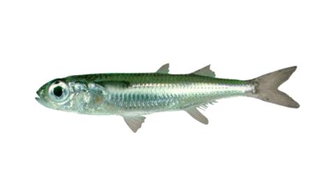 Fishing for Wide-banded hardyhead silverside → Explore Catches, Top ...