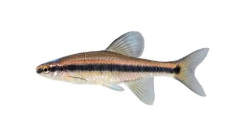 Fishing for Bluehead shiner: Fish Species – FishAngler.com