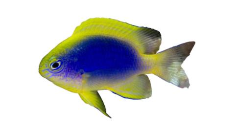 Fishing for Yellowfin damselfish → Explore Catches, Top Baits & More!