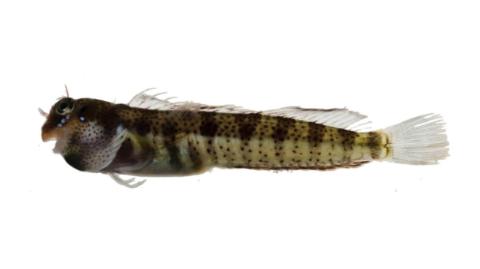 Fishing for Pygmy blenny: Fish Species – FishAngler.com