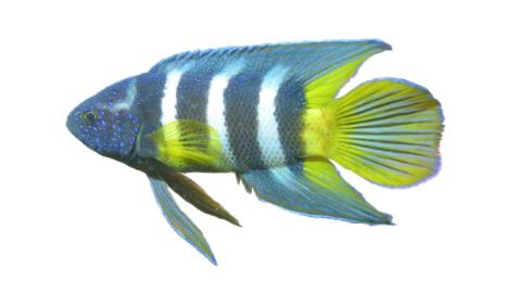 Fishing for Eastern blue devil → Explore Catches, Top Baits & More!