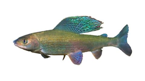 Fishing for Grayling: Fish Species – FishAngler.com