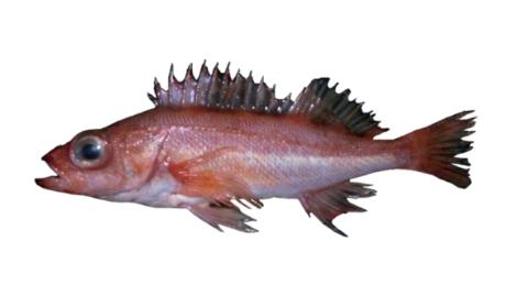 Fishing for Pygmy rockfish → Explore Catches, Top Baits & More!