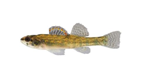 Fishing for Backwater darter: Fish Species – FishAngler.com