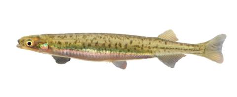 Fishing for Inanga → Explore Catches, Top Baits & More!