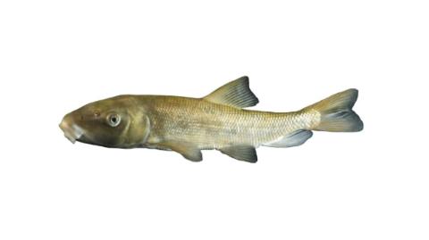 Fishing for June sucker: Fish Species – FishAngler.com