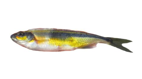 Fishing for Redside shiner → Explore Catches, Top Baits & More!
