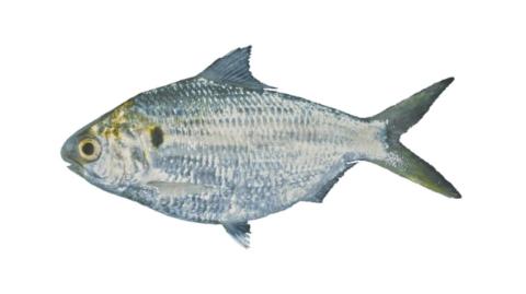 Fishing for Chacunda gizzard shad: Fish Species – FishAngler.com