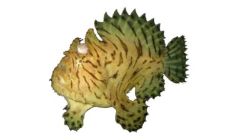 Fishing for Shaggy angler → Explore Catches, Top Baits & More!