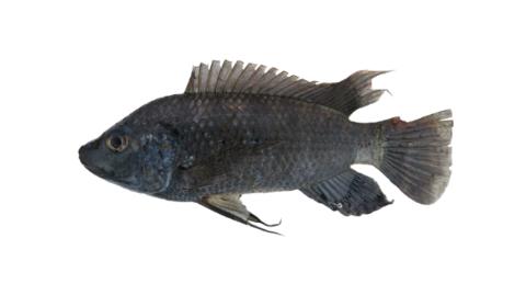 Fishing for Wami tilapia: Fish Species – FishAngler.com