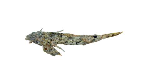 Fishing for Sarcastic fringehead: Fish Species – FishAngler.com