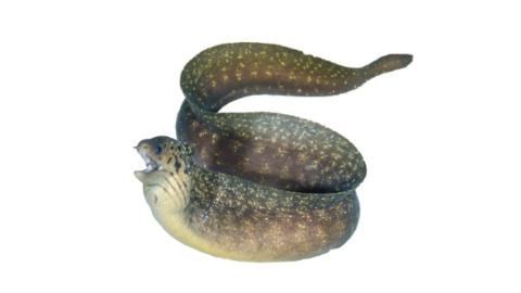 Fishing for Sieve-patterned moray: Fish Species – FishAngler.com