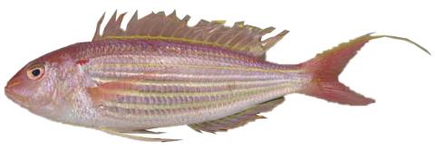 Fishing for Golden threadfin bream → Explore Catches, Top Baits & More!