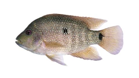 Fishing for Rio Grande cichlid: Fish Species – FishAngler.com