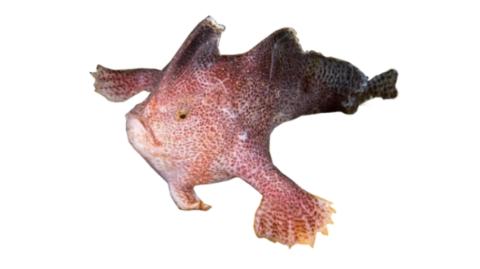 Fishing for Ziebell’s Handfish: Fish Species – FishAngler.com