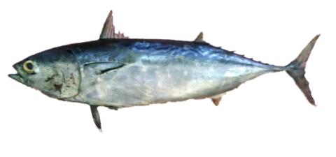 Fishing for Frigate tuna: Fish Species – FishAngler.com
