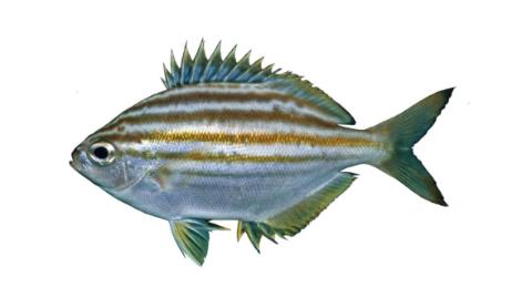 Fishing for Australian mado: Fish Species – FishAngler.com