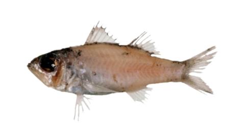 Fishing for Sharptooth seabass: Fish Species – FishAngler.com