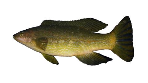 Fishing for Butterfish → Explore Catches, Top Baits & More!
