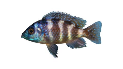 Fishing for Super VC-10 hap: Fish Species – FishAngler.com