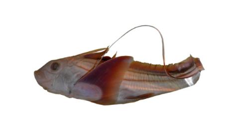 Fishing for Silver chimaera → Explore Catches, Top Baits & More!