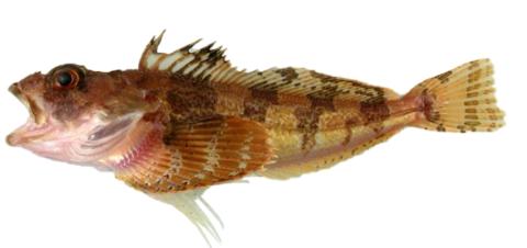 Fishing for Brown Irish lord → Explore Catches, Top Baits & More!