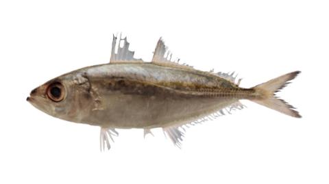 Fishing for Bigeye scad: Fish Species – FishAngler.com