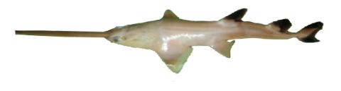 Fishing for Pointed sawfish: Fish Species – FishAngler.com