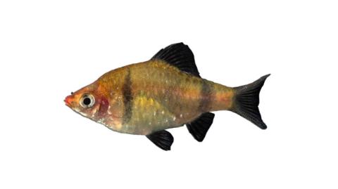 Fishing for Bandula barb → Explore Catches, Top Baits & More!