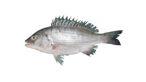 Fishing for Sobaity seabream → Explore Catches, Top Baits & More!