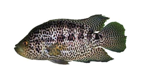 Fishing for Jaguar guapote → Explore Catches, Top Baits & More!