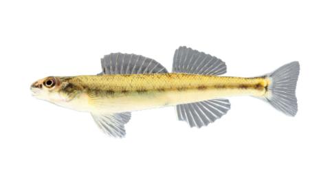 Fishing for Channel darter → Explore Catches, Top Baits & More!