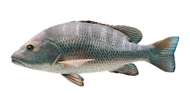 Fishing for Pacific dog snapper → Explore Catches, Top Baits & More!