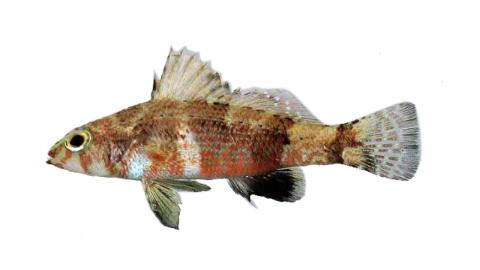 Fishing for Pygmy sea bass → Explore Catches, Top Baits & More!