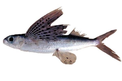 Fishing for Yellowing flyingfish → Explore Catches, Top Baits & More!