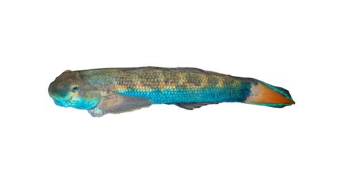 Fishing for Red-tailed goby → Explore Catches, Top Baits & More!