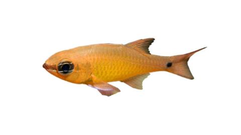 Fishing for Brassy cardinalfish → Explore Catches, Top Baits & More!
