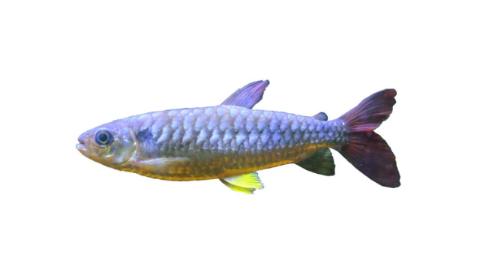 Fishing for Tucan fish → Explore Catches, Top Baits & More!