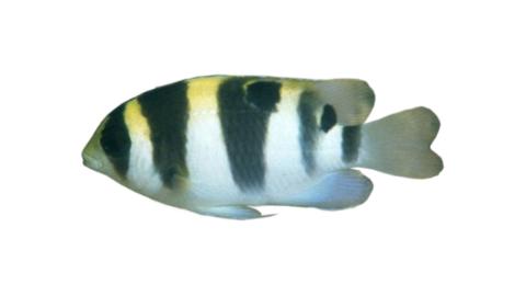 Fishing for Banded damsel-fish: Fish Species – FishAngler.com