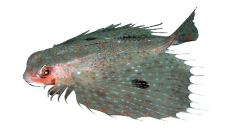 Fishing for Spotwing flying gurnard: Fish Species – FishAngler.com