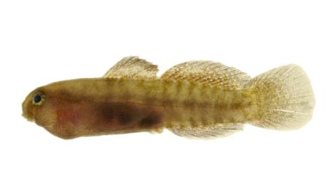 Fishing for Tusked goby → Explore Catches, Top Baits & More!