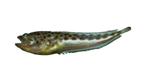 Fishing for Atlantic midshipman: Fish Species – FishAngler.com