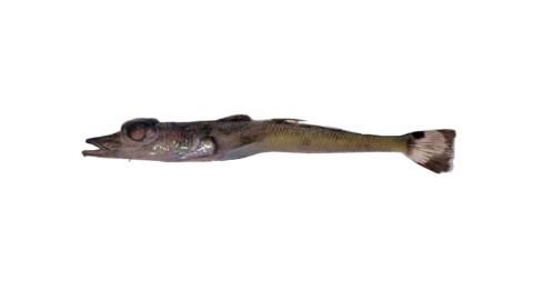Fishing for Saddleback duckbill → Explore Catches, Top Baits & More!