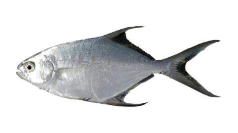 Fishing for Swallowtail dart: Fish Species – FishAngler.com