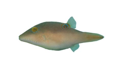 Fishing for Compressed toby: Fish Species – FishAngler.com